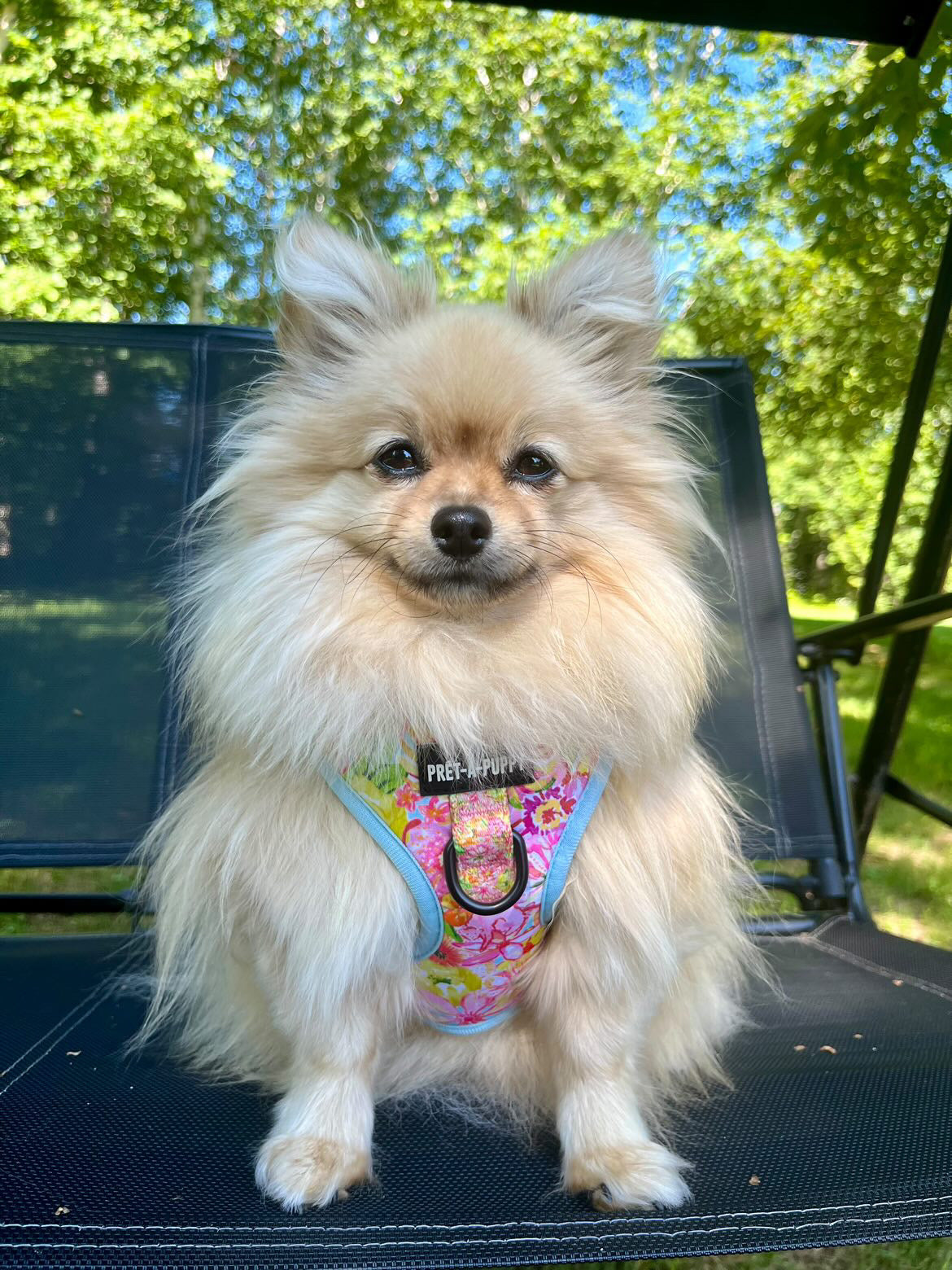 Harness Bundle - Juno Beach - PRÊT-À-PUPPY