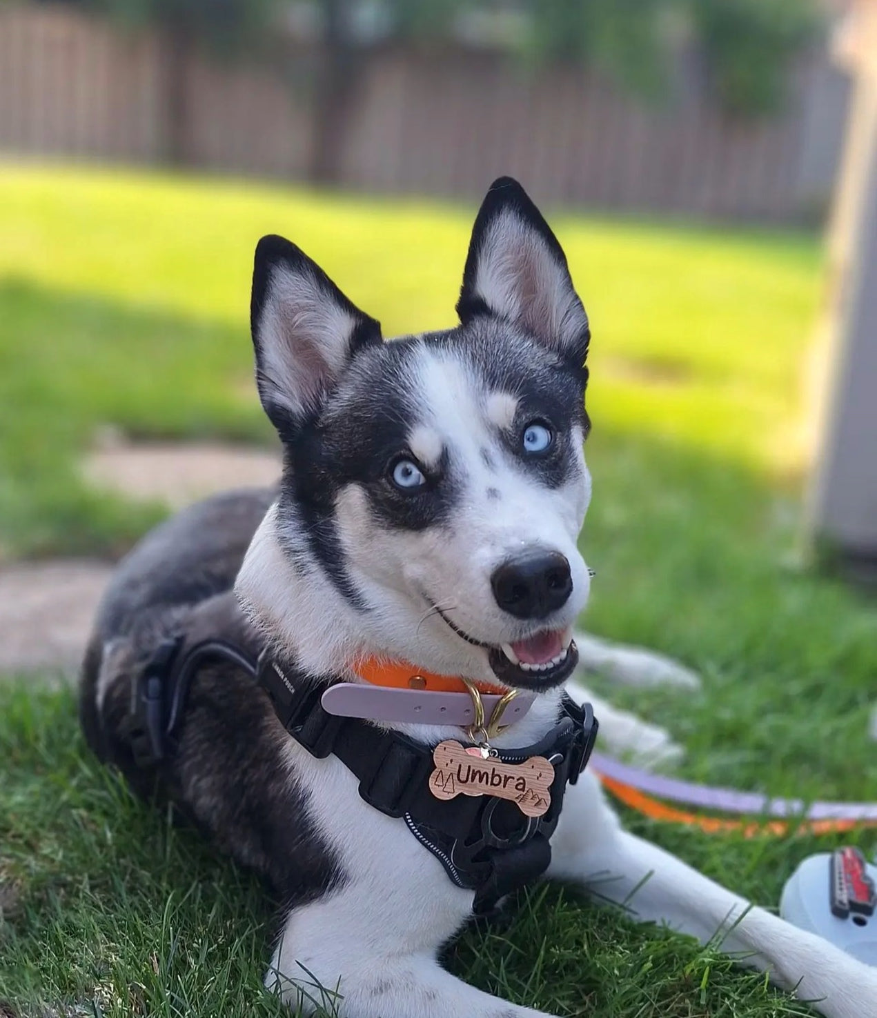 PRÊT-À-PUPPY | Premium Dog Goods | Handmade Dog Collars & Leashes