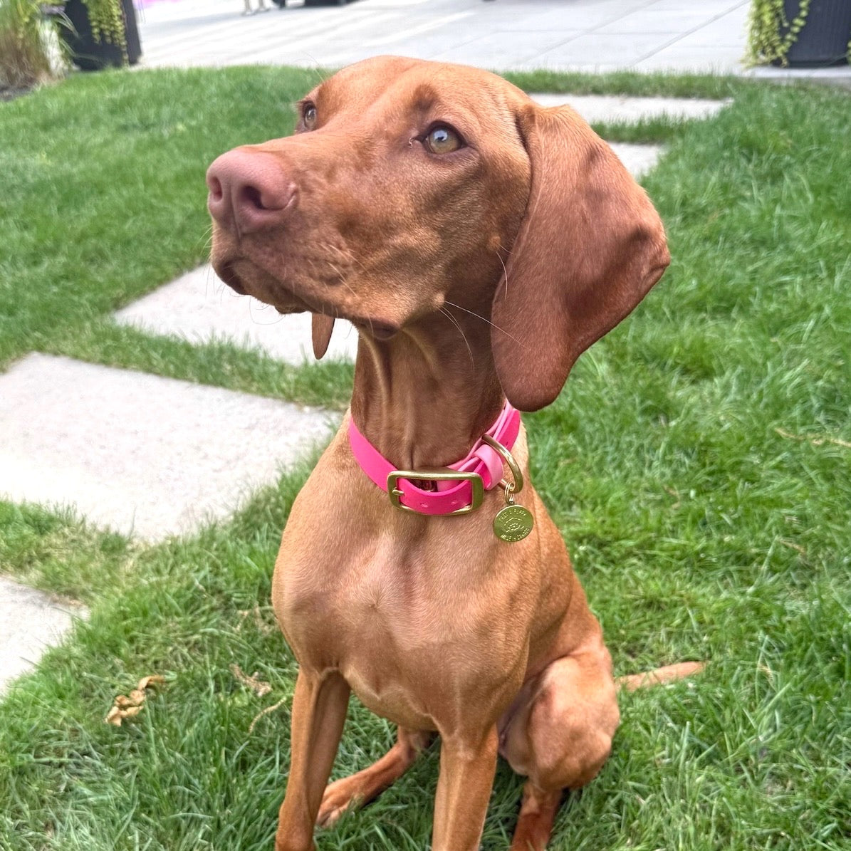 PRÊT-À-PUPPY | Premium Dog Goods | Handmade Dog Collars & Leashes